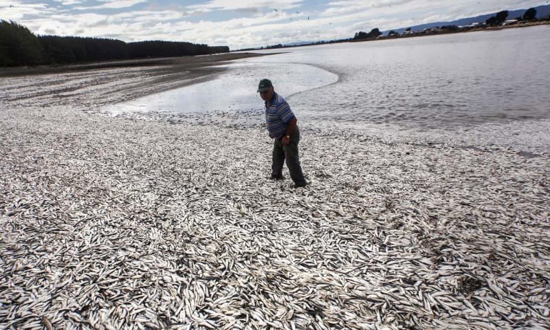 Oceans suffocating as huge dead zones quadruple since 1950, scientists ...